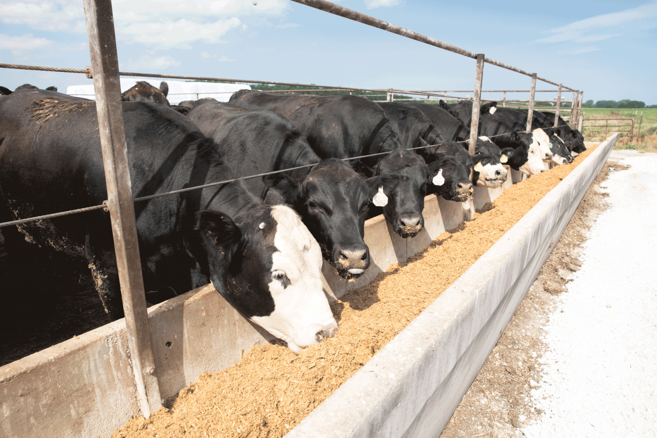 Home - Feed Sources